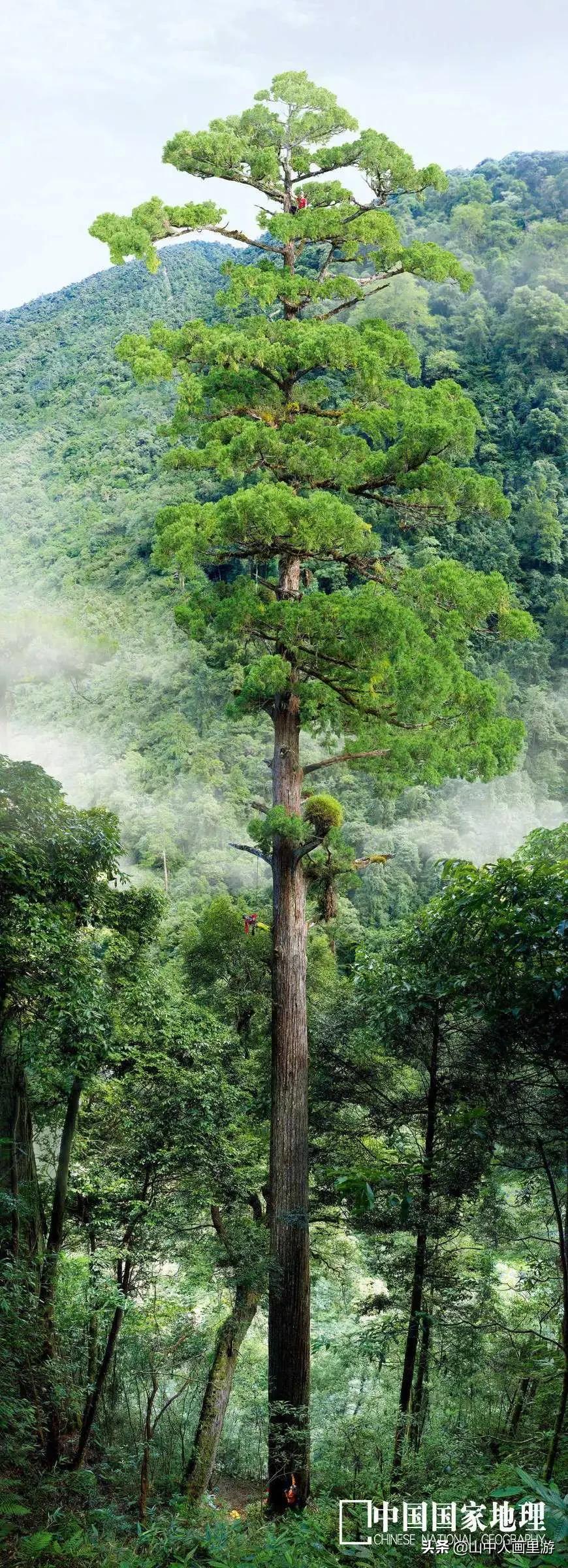 #The tallest tree in China#This is the first ID photo of the tallest ...