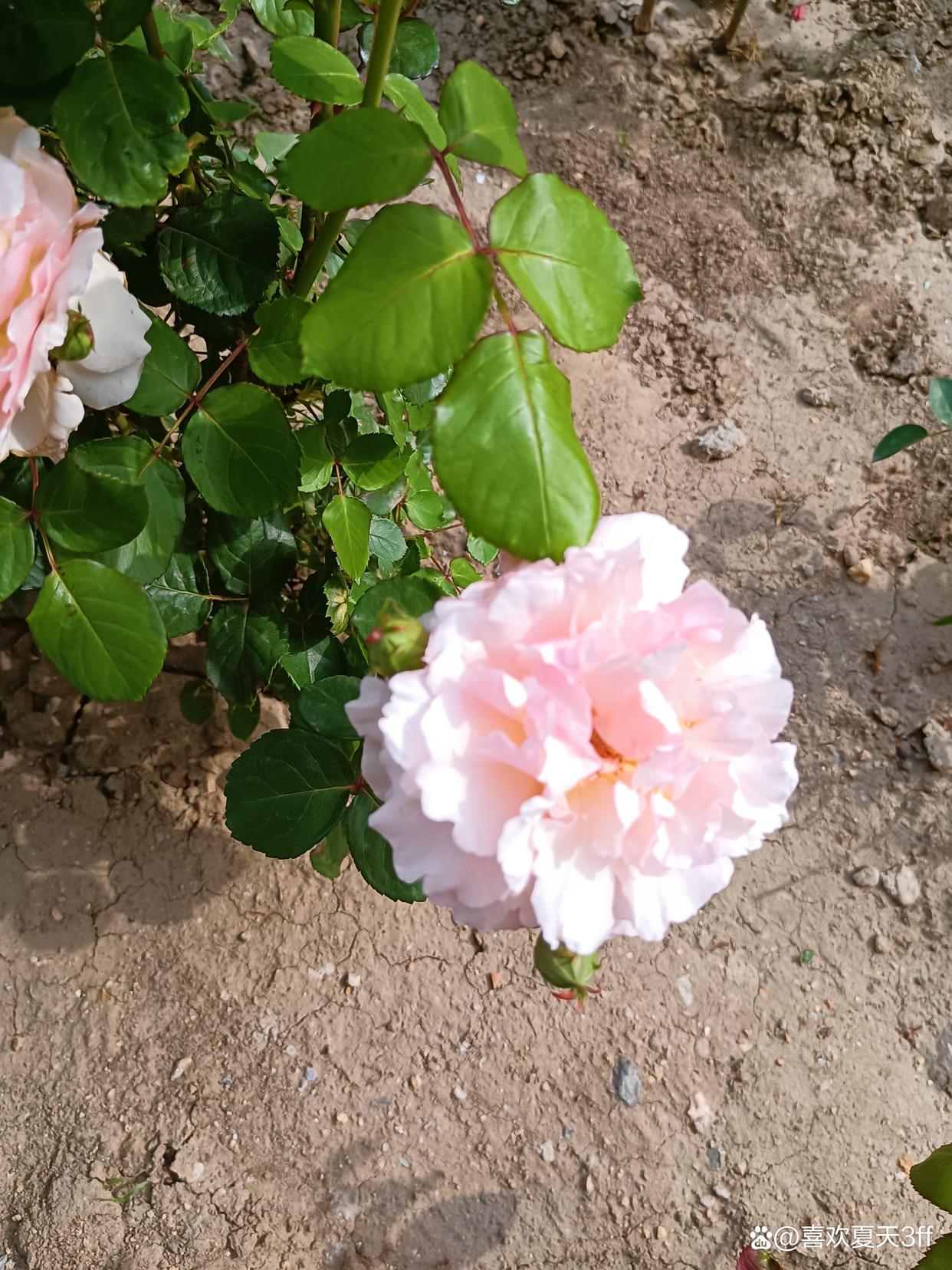 Rose Flowers Blooming in May Part 2 - iNEWS