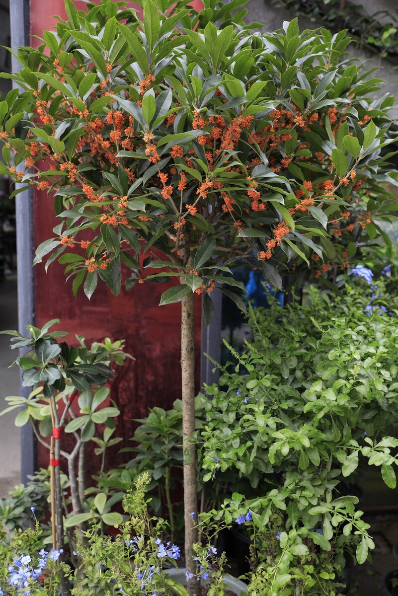 How to make sweet-scented osmanthus fragrant - iNEWS