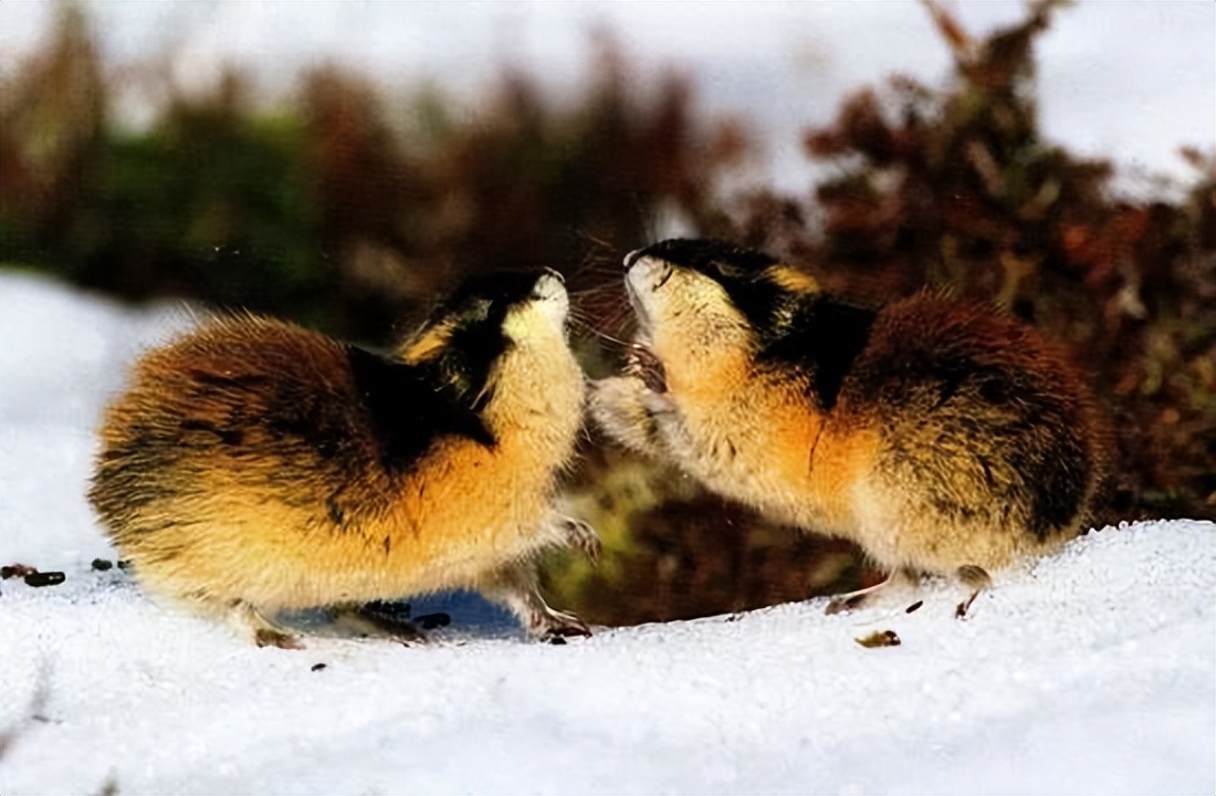 Are the lemmings jumping into the sea to commit suicide? - iNEWS