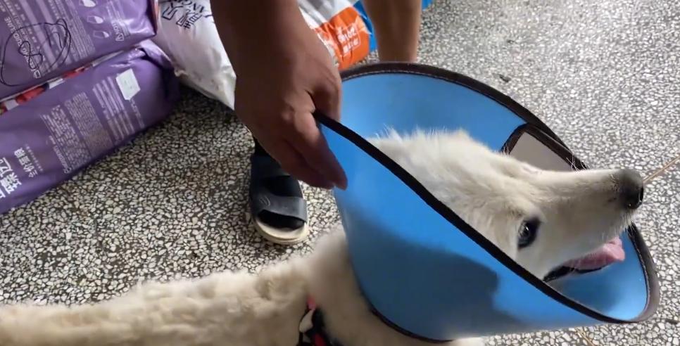 The Samoyed was abused and beaten by the owner, and the skin on its ...