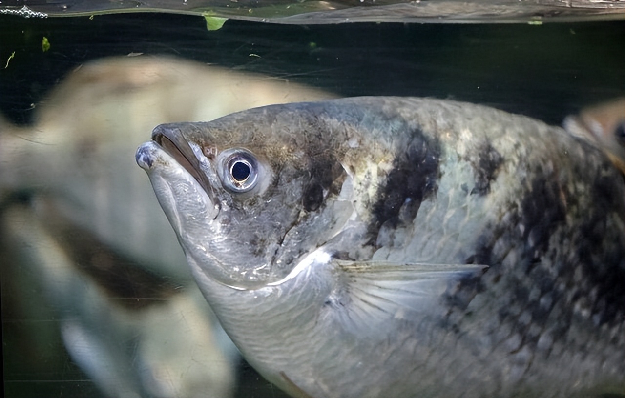 This kind of fish should be eaten less! Remind everyone: Hold back no ...