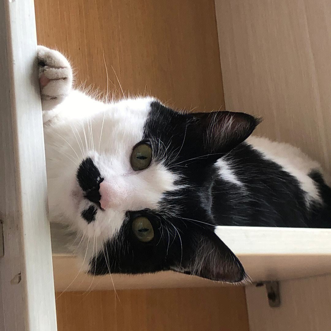 The "Three Bullies" in the cat world, is your master on the list? - iMedia