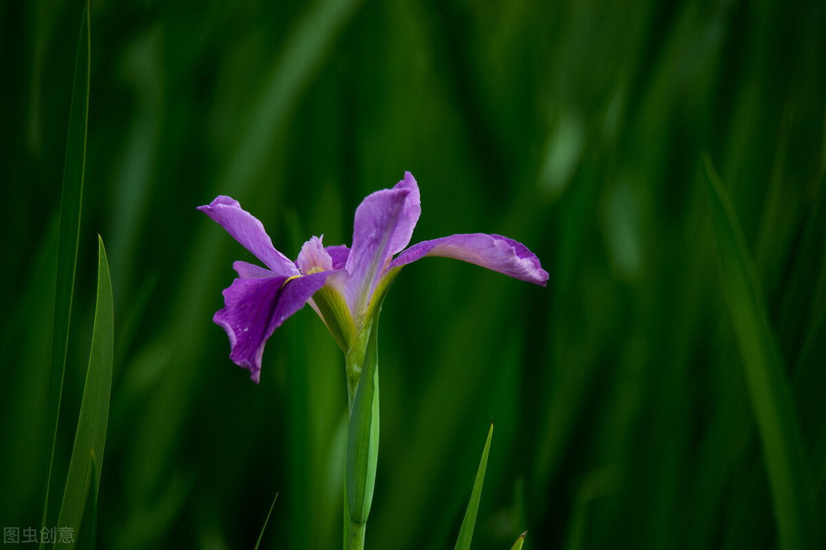 A short poem by Xu Jingchun: Chengdu, you will know when you come - iNEWS