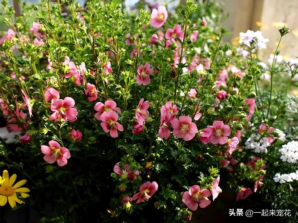 Beginners to raise small hibiscus, remember to master 5 key points ...