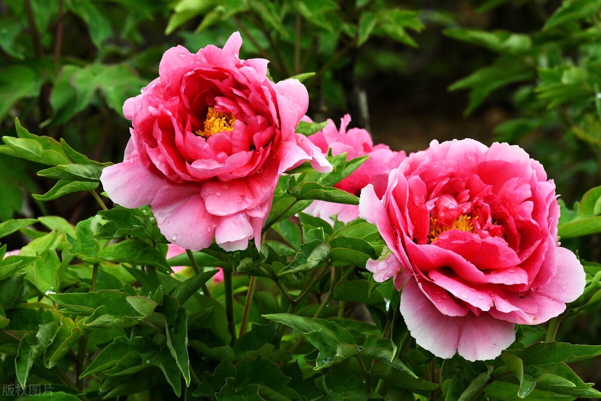 poems about peonies - iNEWS
