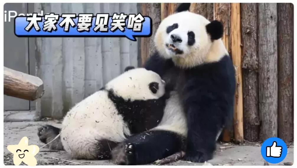 From Yuanyuan to Aibao: How does a panda mother breastfeed her baby ...