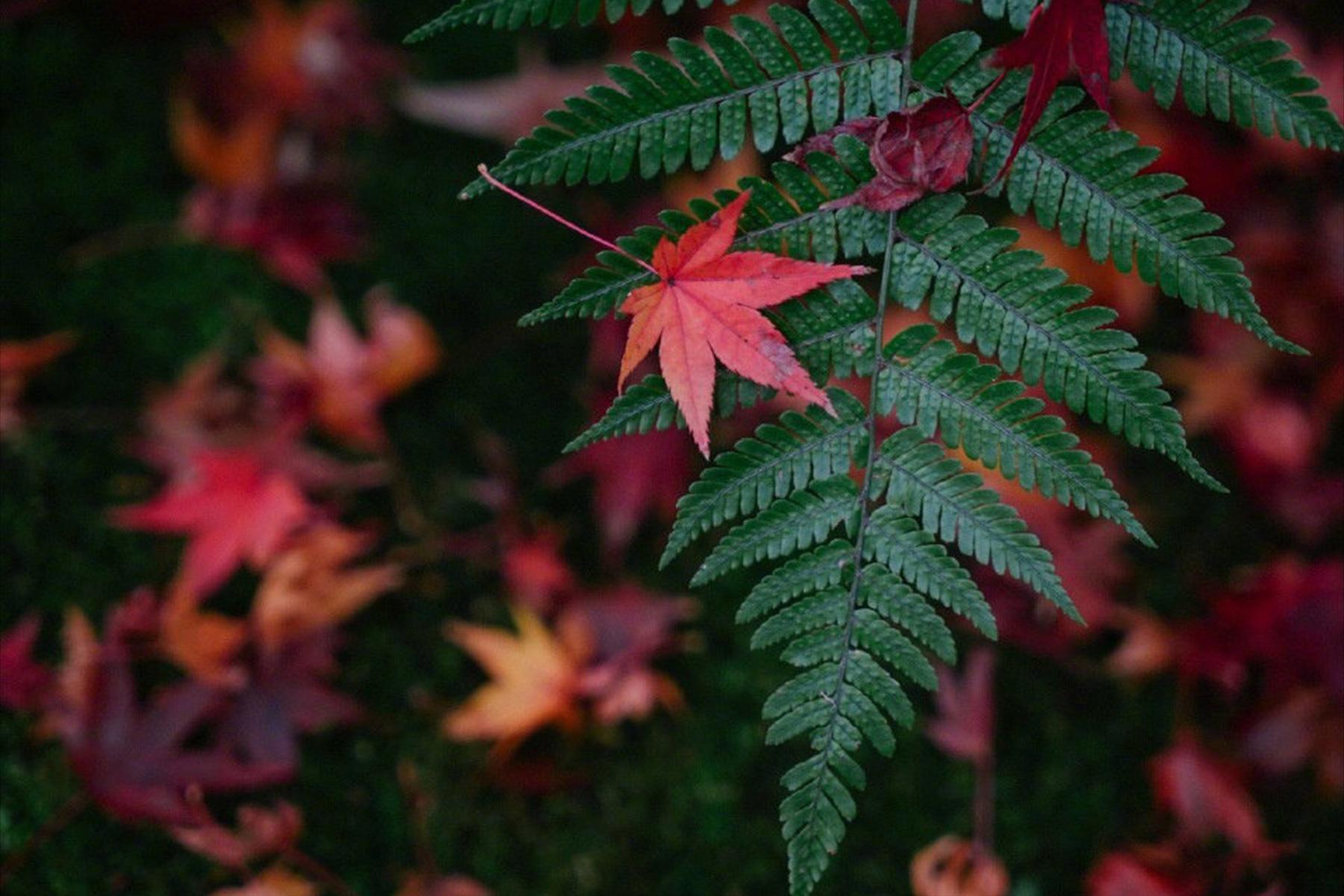 November 2022: Capricornus November overall horoscope, good things ...