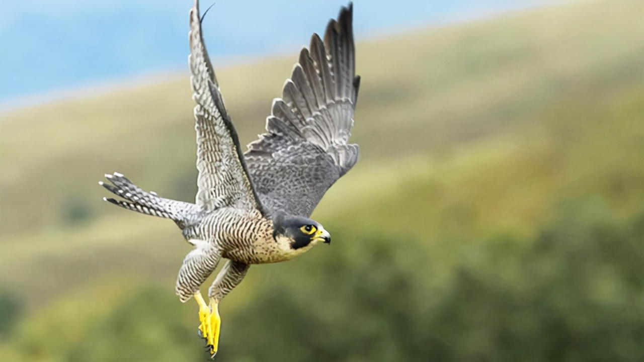 Xinjiang peregrine falcon, a natural hunter, takes on the Indian cobra ...