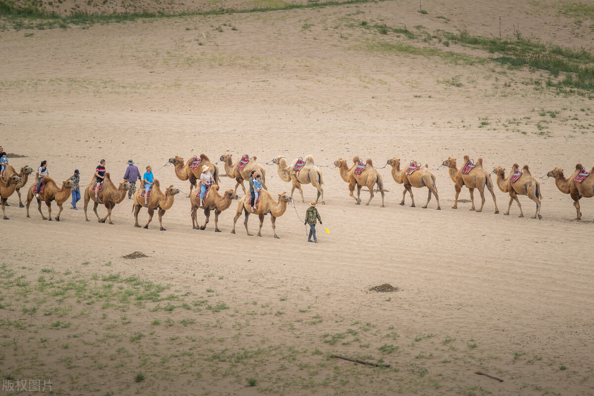 To eliminate more than 1 million camels!Australia carefully arranges ...