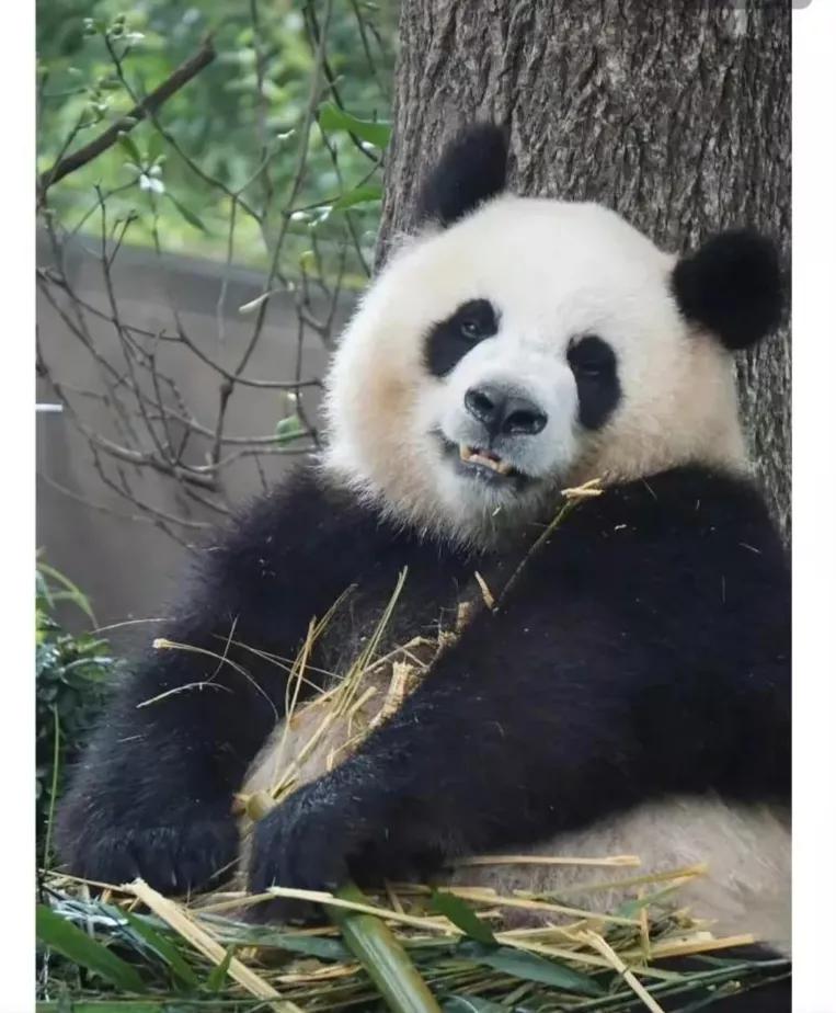 From Yuanyuan to Aibao: How does a panda mother breastfeed her baby ...