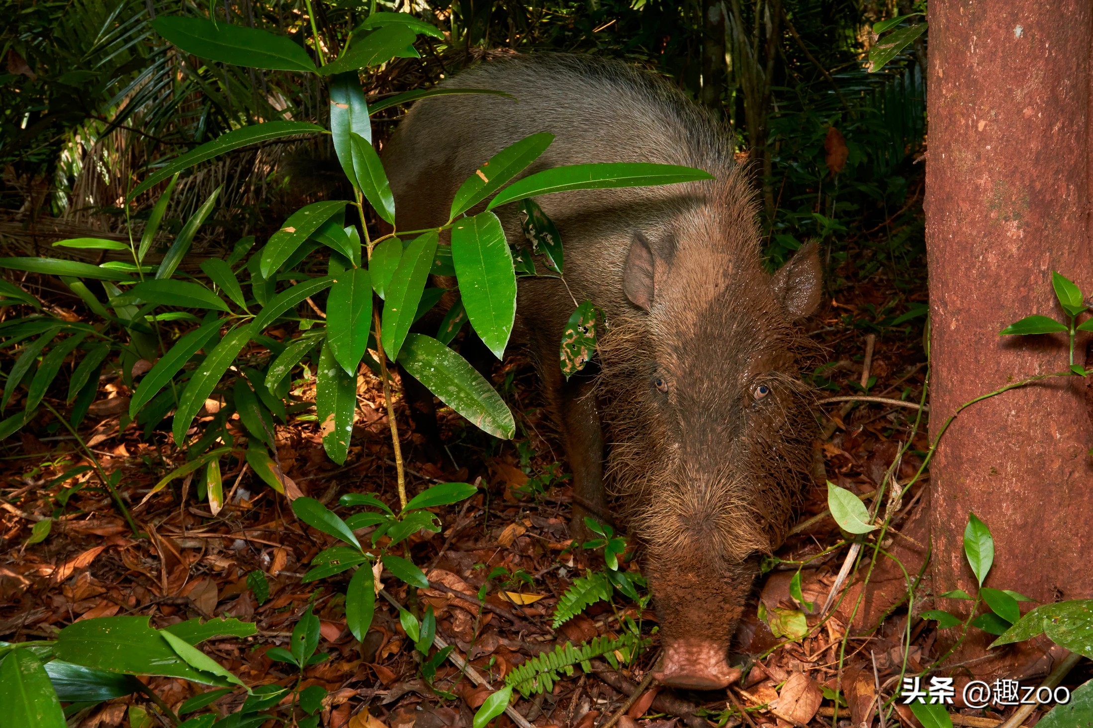 Top 10 Amazing Animal Migrations - iMedia
