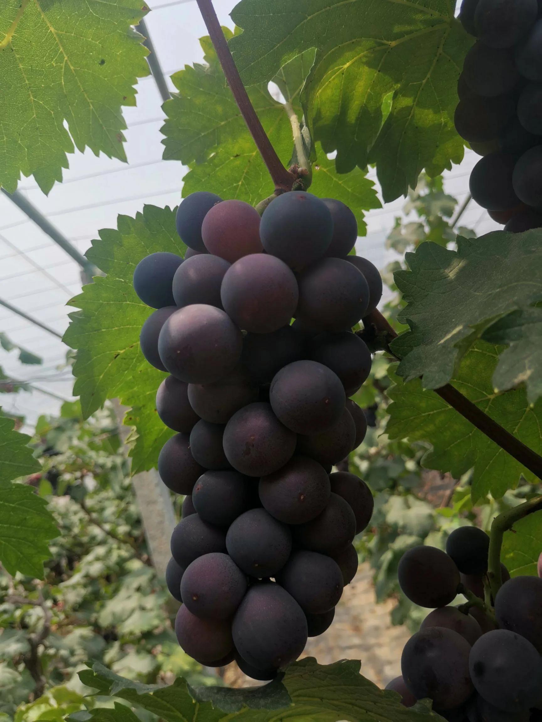 Kyoho grapes - my favorite! - iNEWS