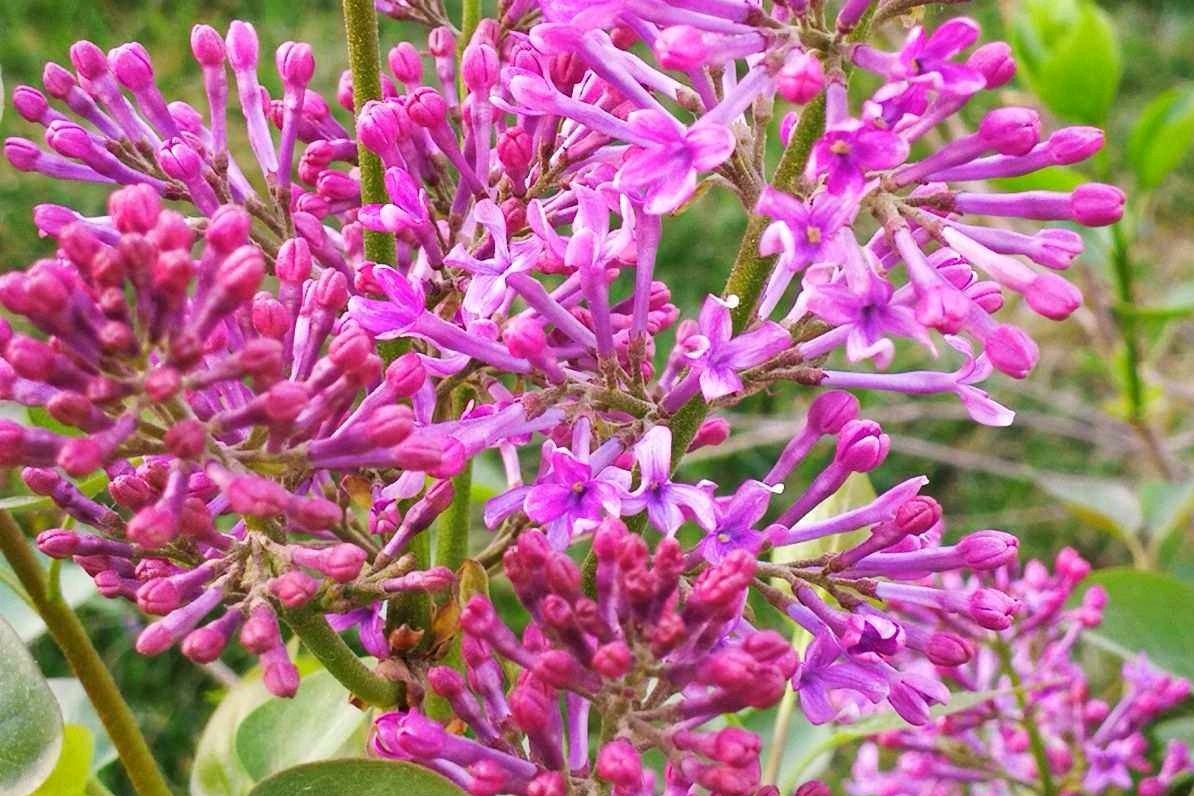 Du Fu wrote lilac poems, a rare happy time - iNEWS