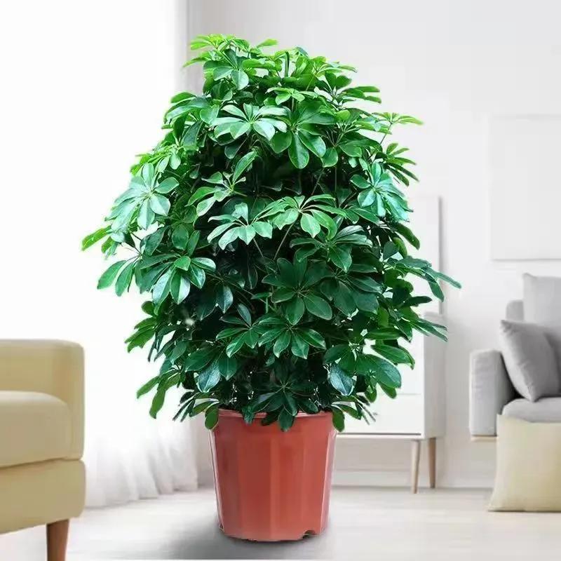 To raise the "beauty" of duck foot wood, you must first learn to "cut ...