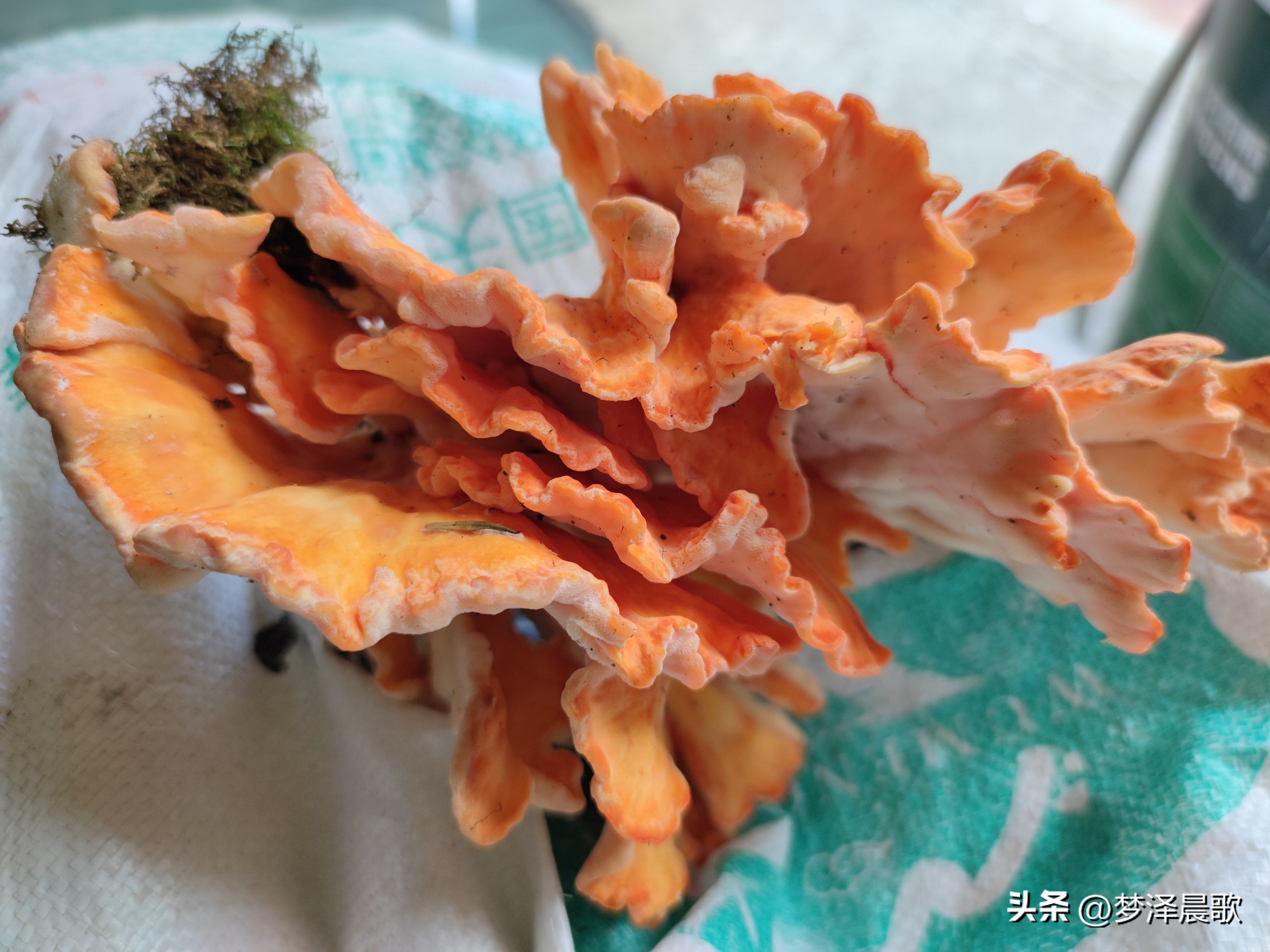 Hubei: Shennongjia Deep Mountain Cockscomb Mushroom - iNEWS