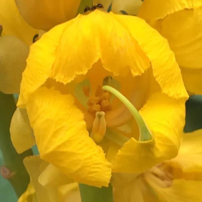 Wing pod cassia ~ fluttering and narrow wings want to fly, the flowers ...