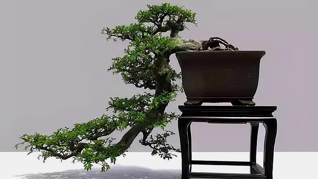 The cliff bonsai is divided into 3 types, each of which is full of ...