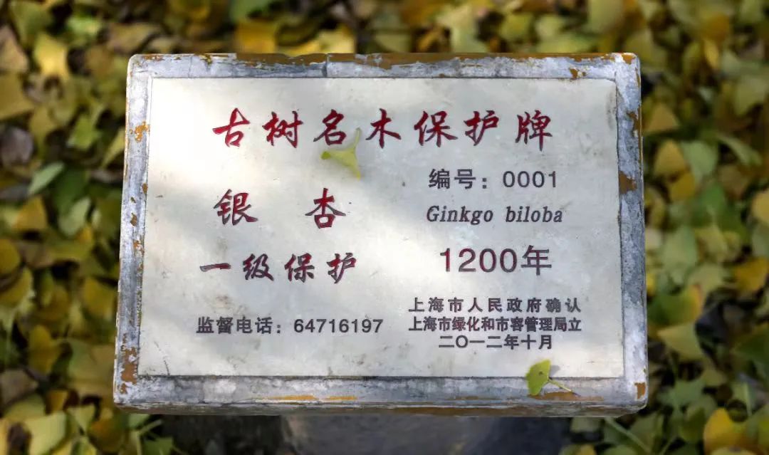 Ginkgo is so common, why is it already an endangered plant? - iNEWS