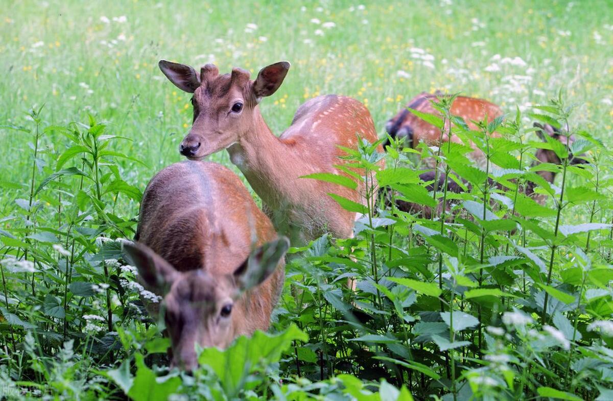 How do whitetail deer cubs evade capture? - iMedia