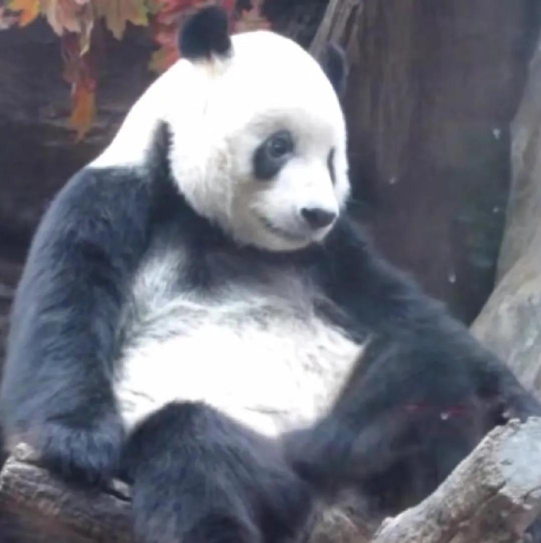 The sad story behind the most "filial" giant panda The second prince ...