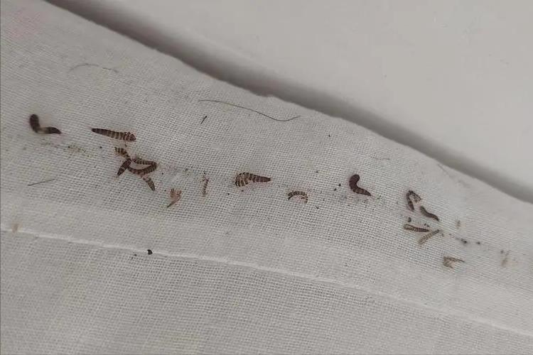 What's the matter with the coir mattress covered with bugs? Why are ...