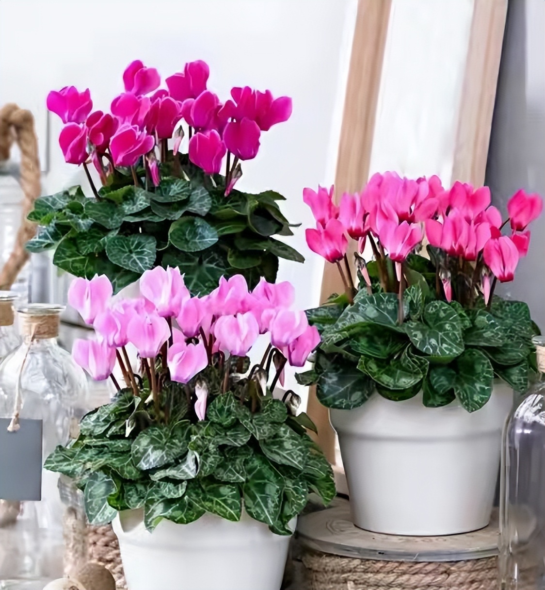 5 kinds of beautiful flowers "recognized as difficult to grow", a ...