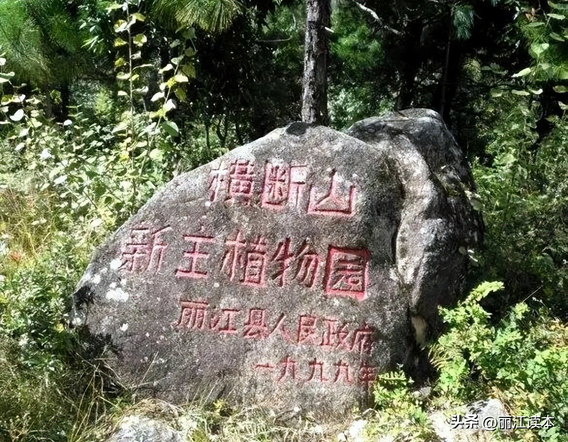 There are 1,200 ancient trees in Lijiang that are more than 100 years ...