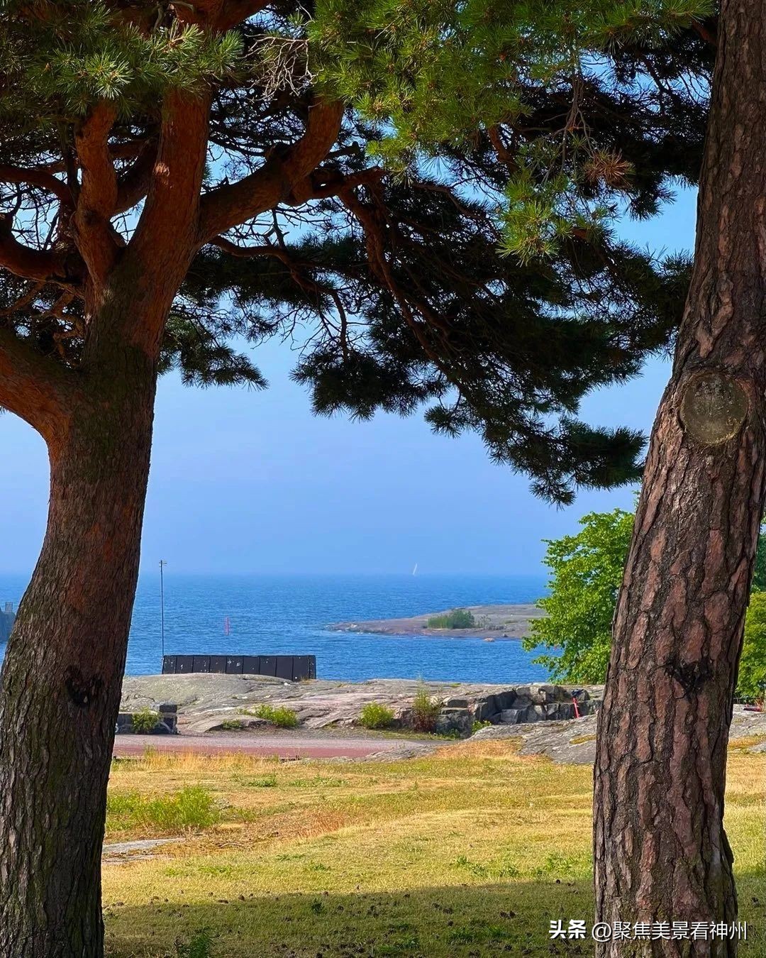 The photographer turns ordinary trees into beautiful landscapes - iNEWS