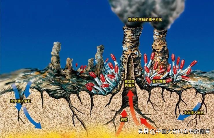 Submarine hot spring and cold spring ecosystem: deep sea secrets ...