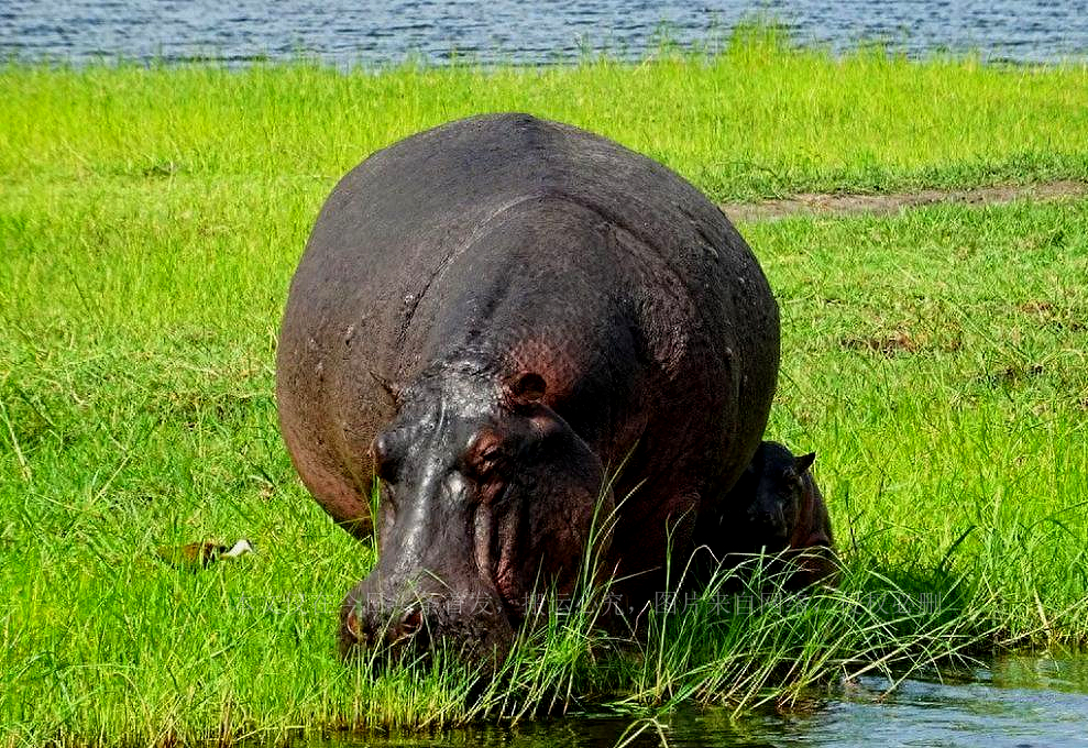 Horrifying hippo feces: Thousands of fish are suffocated to death by ...