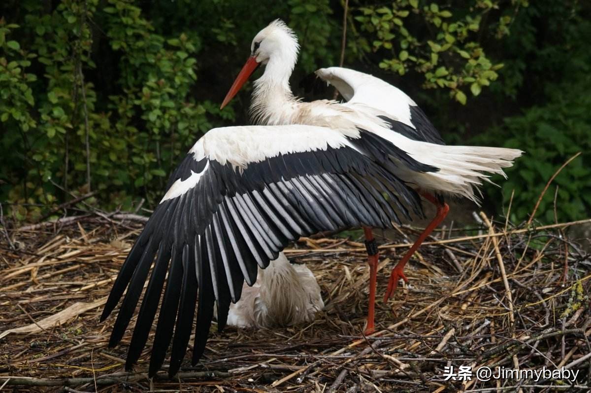 The legend of the national bird of the world: the white stork of ...