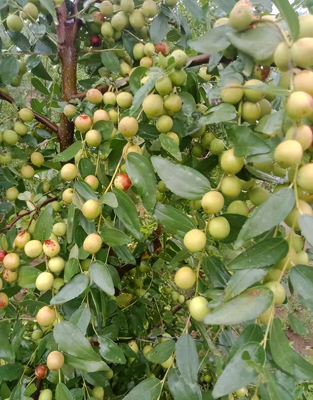 "Original" Seven Wonders Late Autumn Wild Jujube - iNEWS