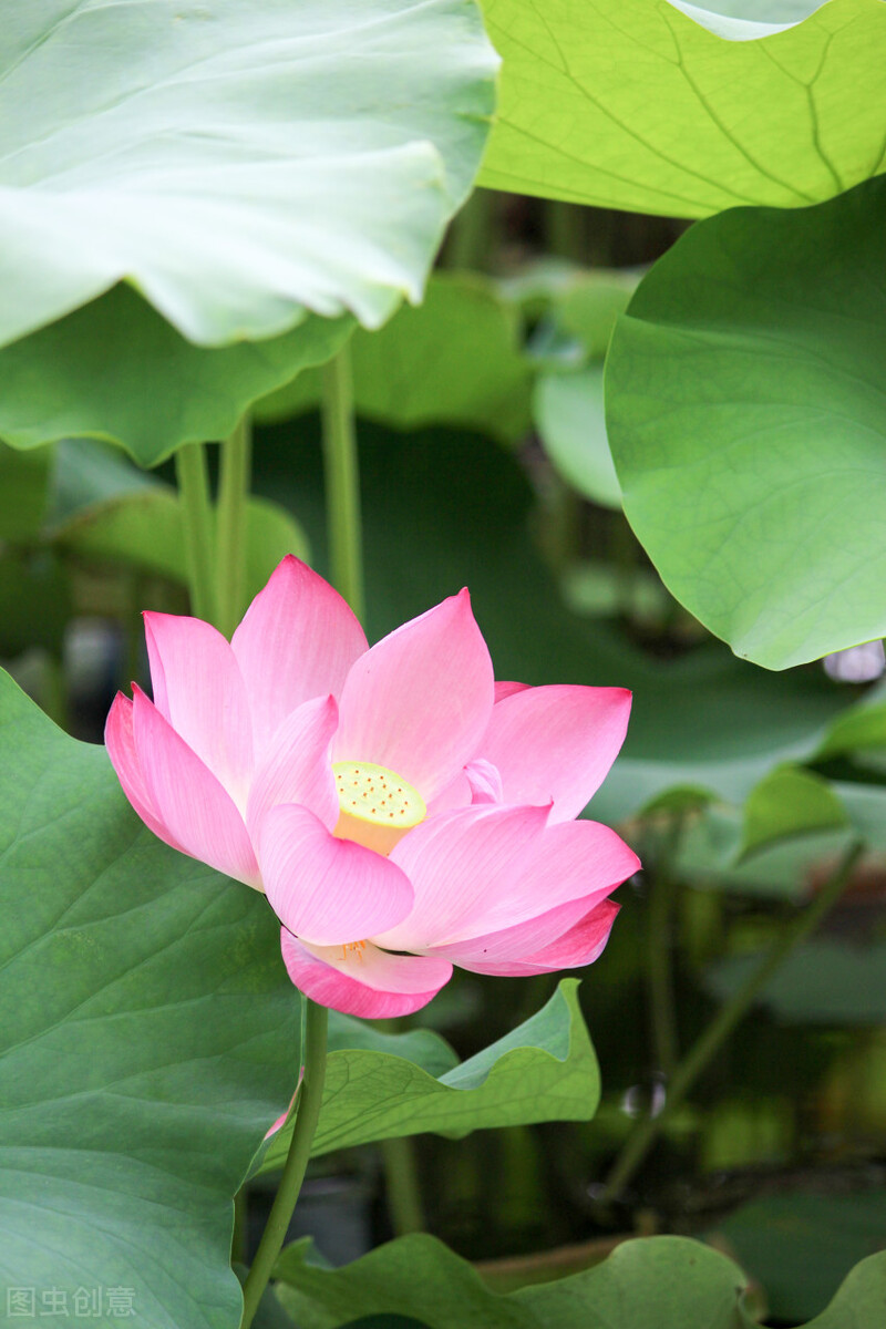 Six Songs of Yuefu Poems - iNEWS