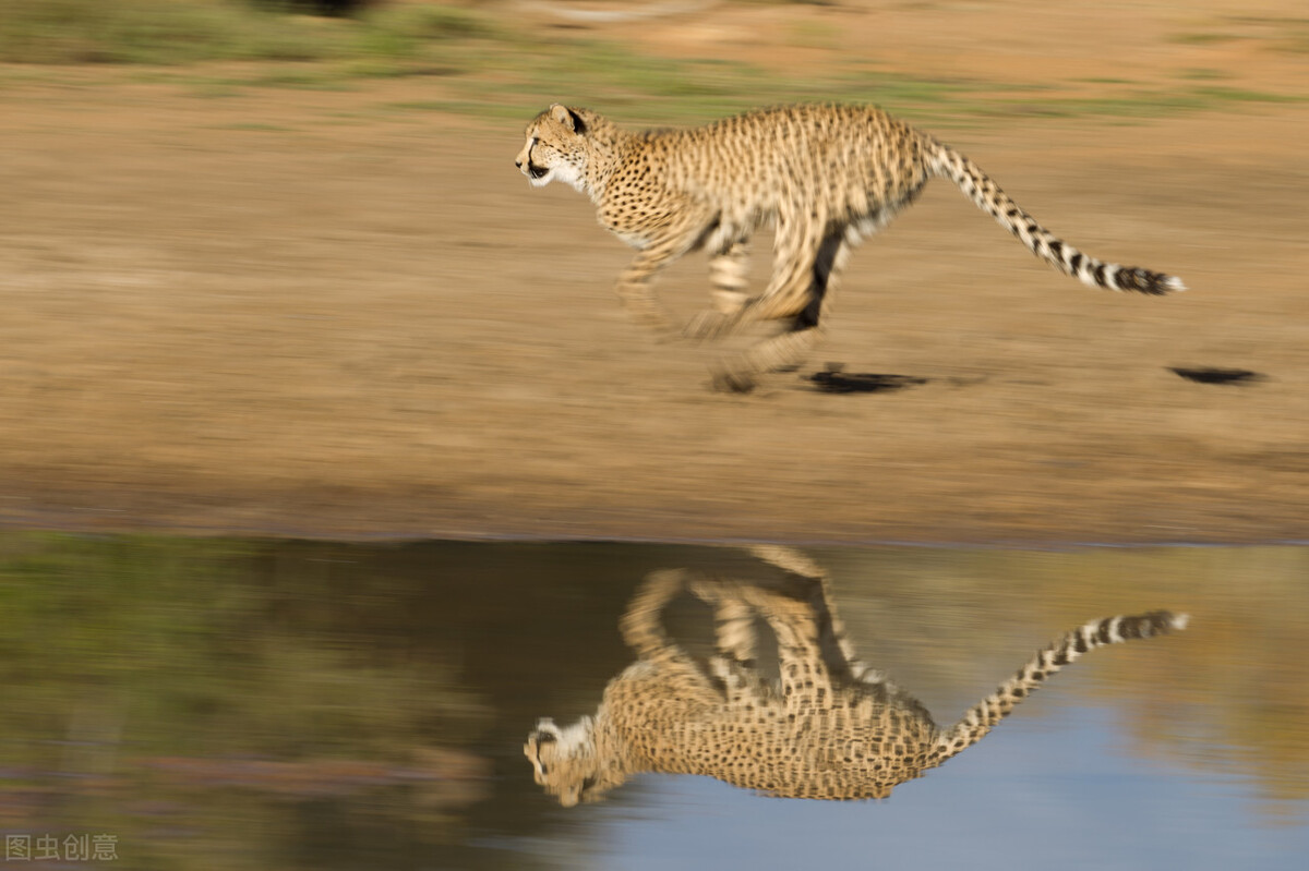 Gray wolf vs cheetah, who is more powerful? - iNEWS