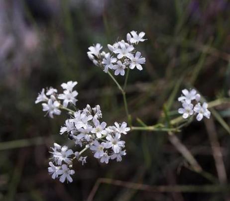 Plant encyclopedia: the main characteristics of caryophyllaceae plants ...