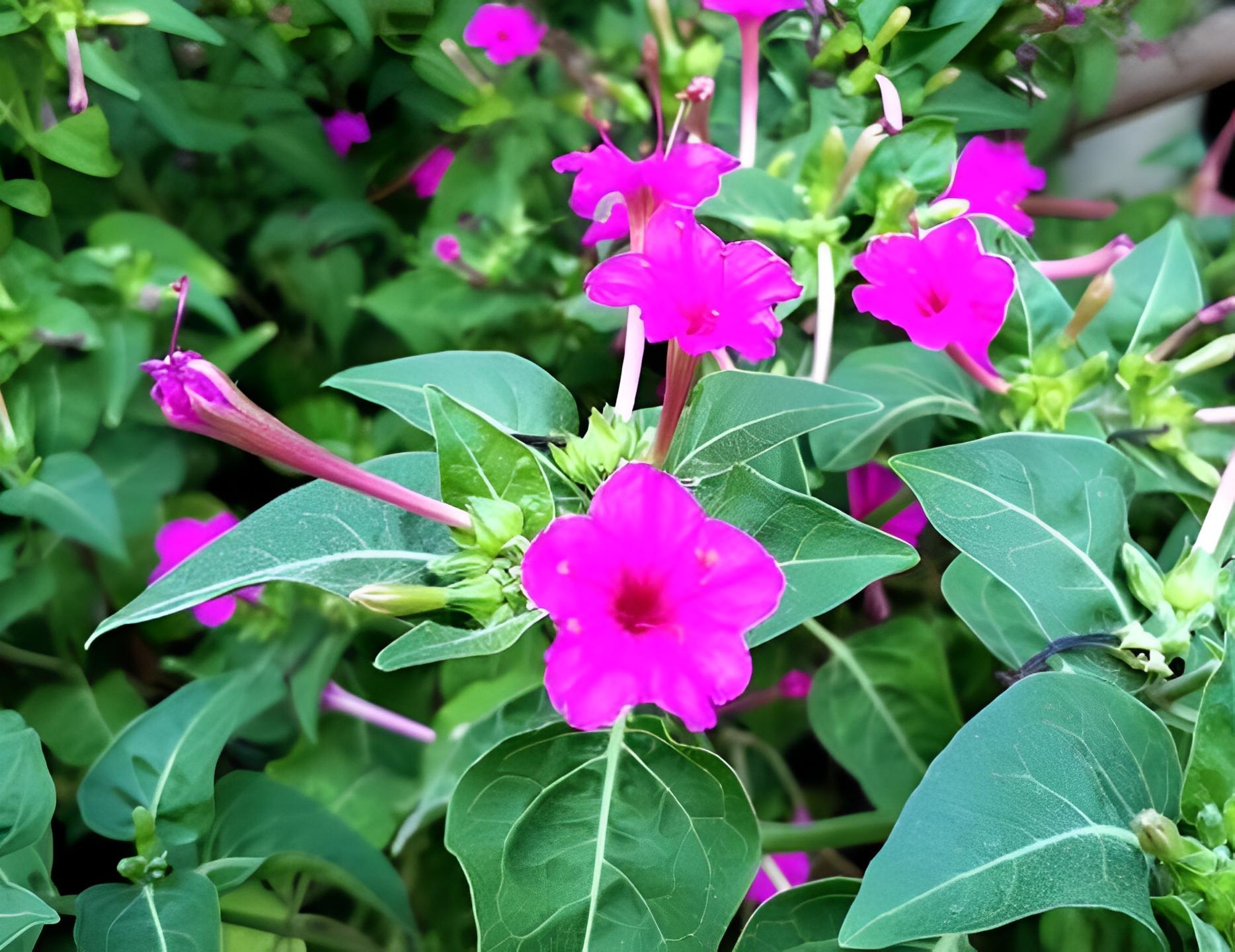 Called "bath flower", it blooms when we take a bath and is now as ...