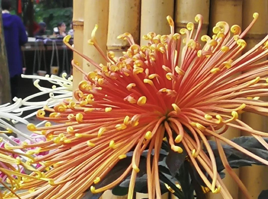 Famous Chinese Chrysanthemums·Ornamental Varieties - iMedia