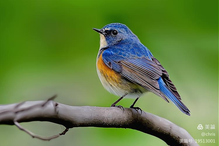 Red-flanked Blue-tailed Robin - iNEWS