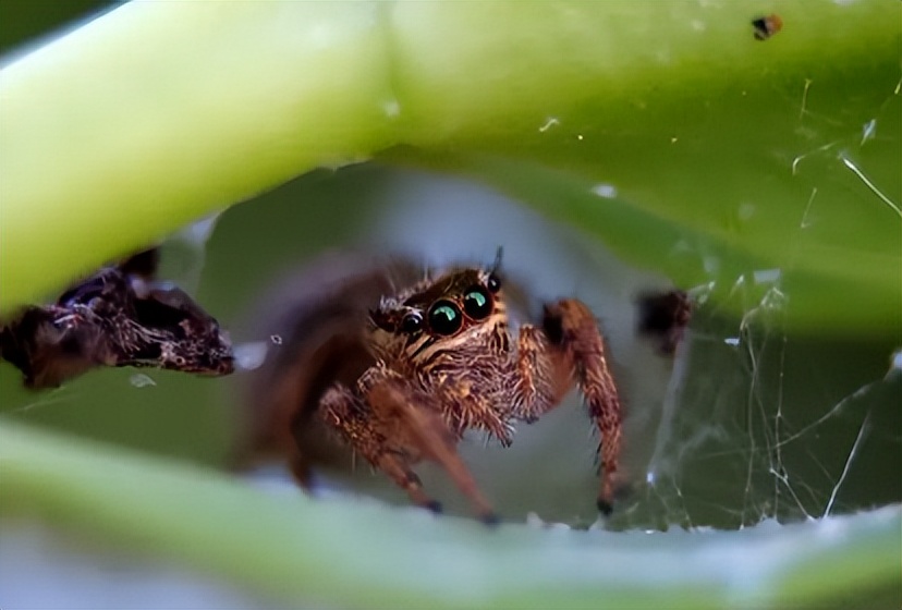 Hunters of Sight in the Spider World: The Mystery of the Leaping ...