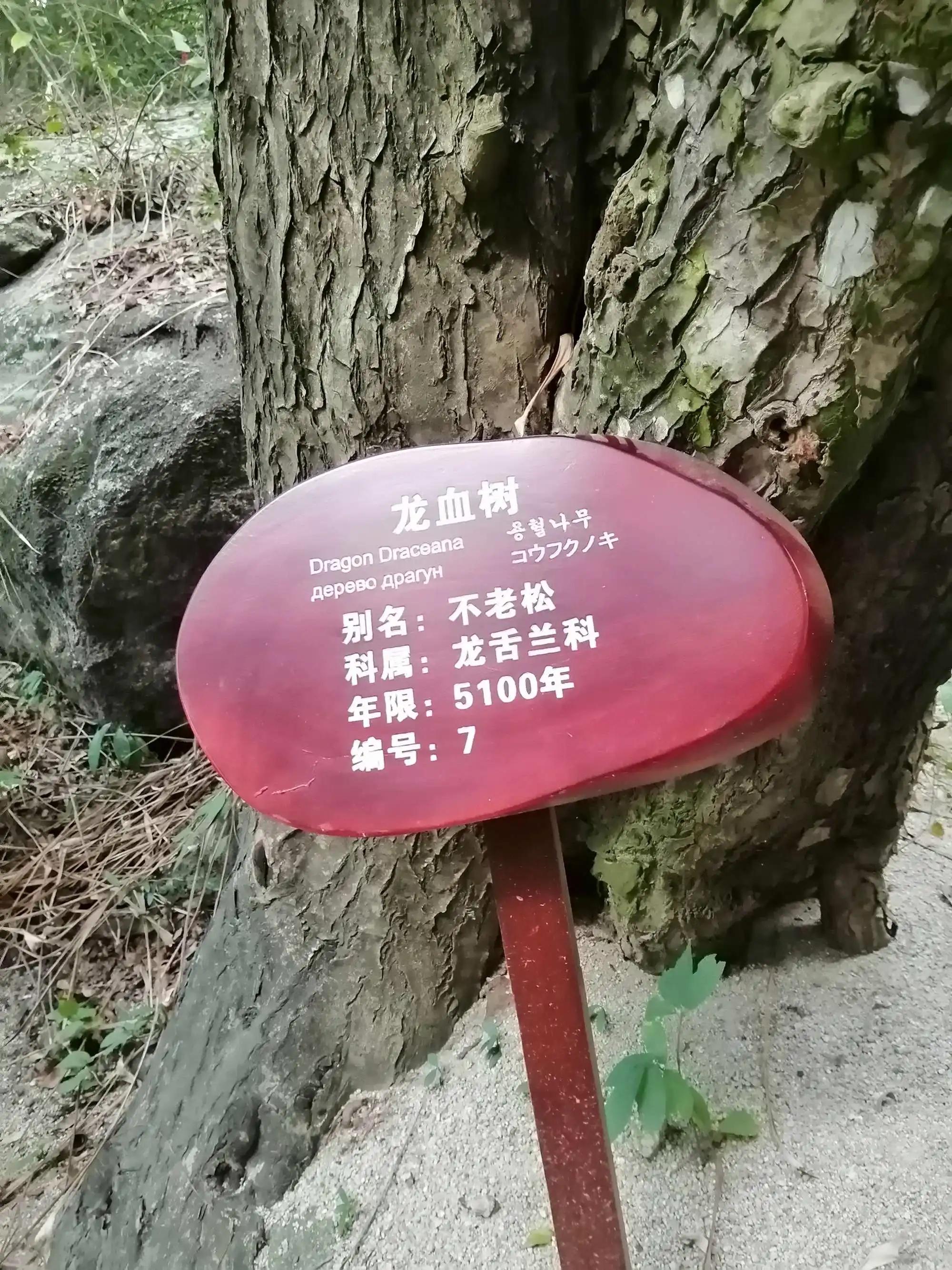 Get to know the thousand-year-old sacred tree Dracaena and learn the ...