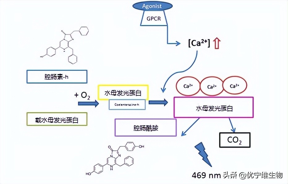 Rapid Ca2+ Signal Detection Using the Victor NIVO Multimode Microplate ...