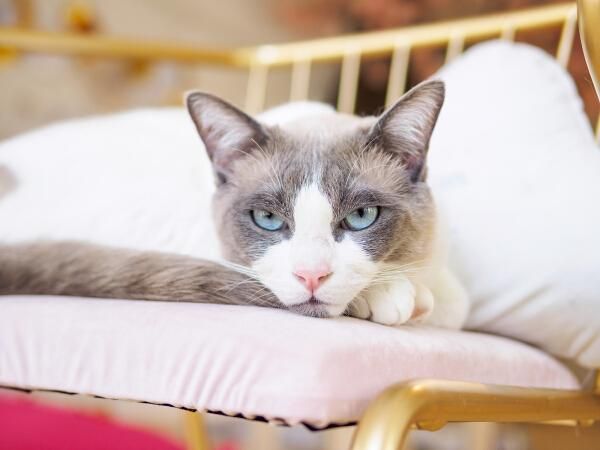 The most beautiful puppet cat has elegant and noble temperament and ...