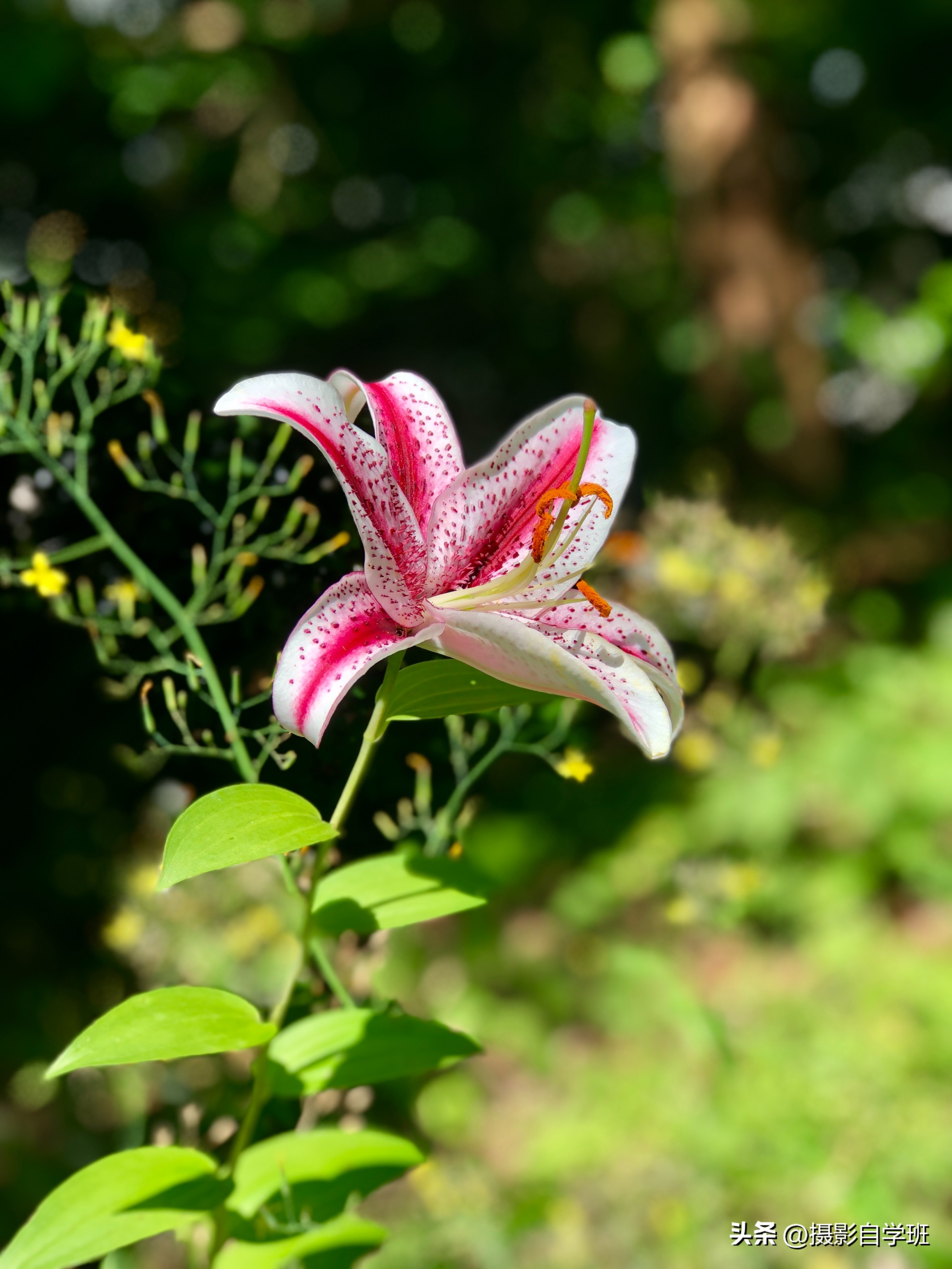Lilies are so beautiful, can you take pictures? Use these 5 photography ...
