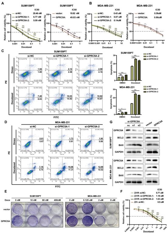 Potential therapeutic target for breast cancer liver metastasis: GPRC5A ...