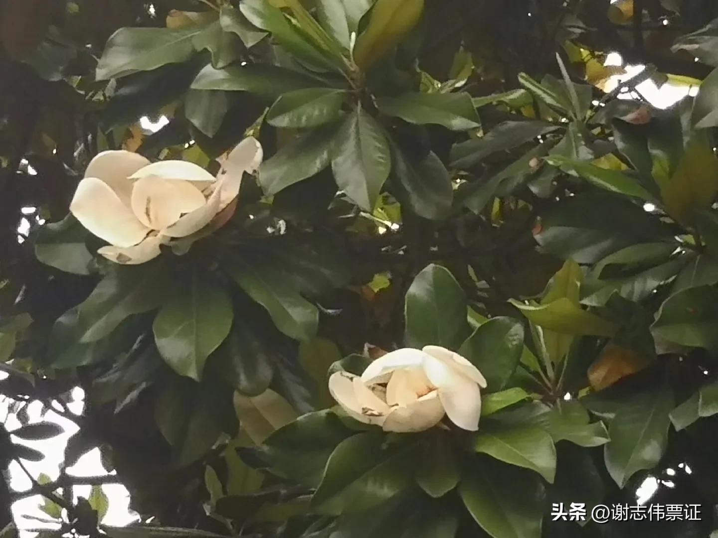Unique Suzhou style (239) Fragrant lotus and magnolia bloom - iNEWS