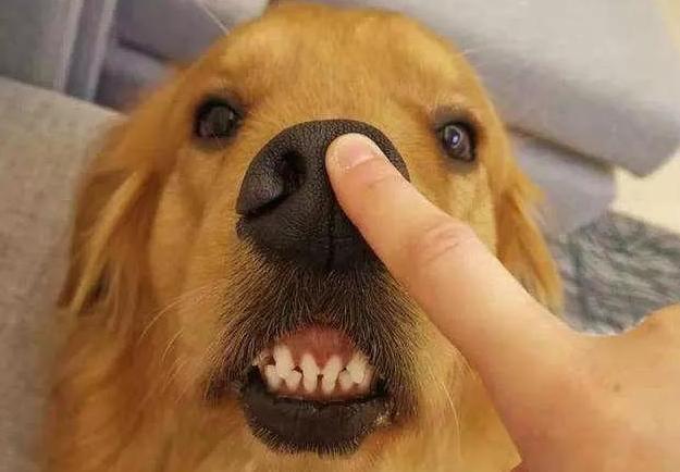 The reason why dogs do not resist when they are beaten by their owners ...