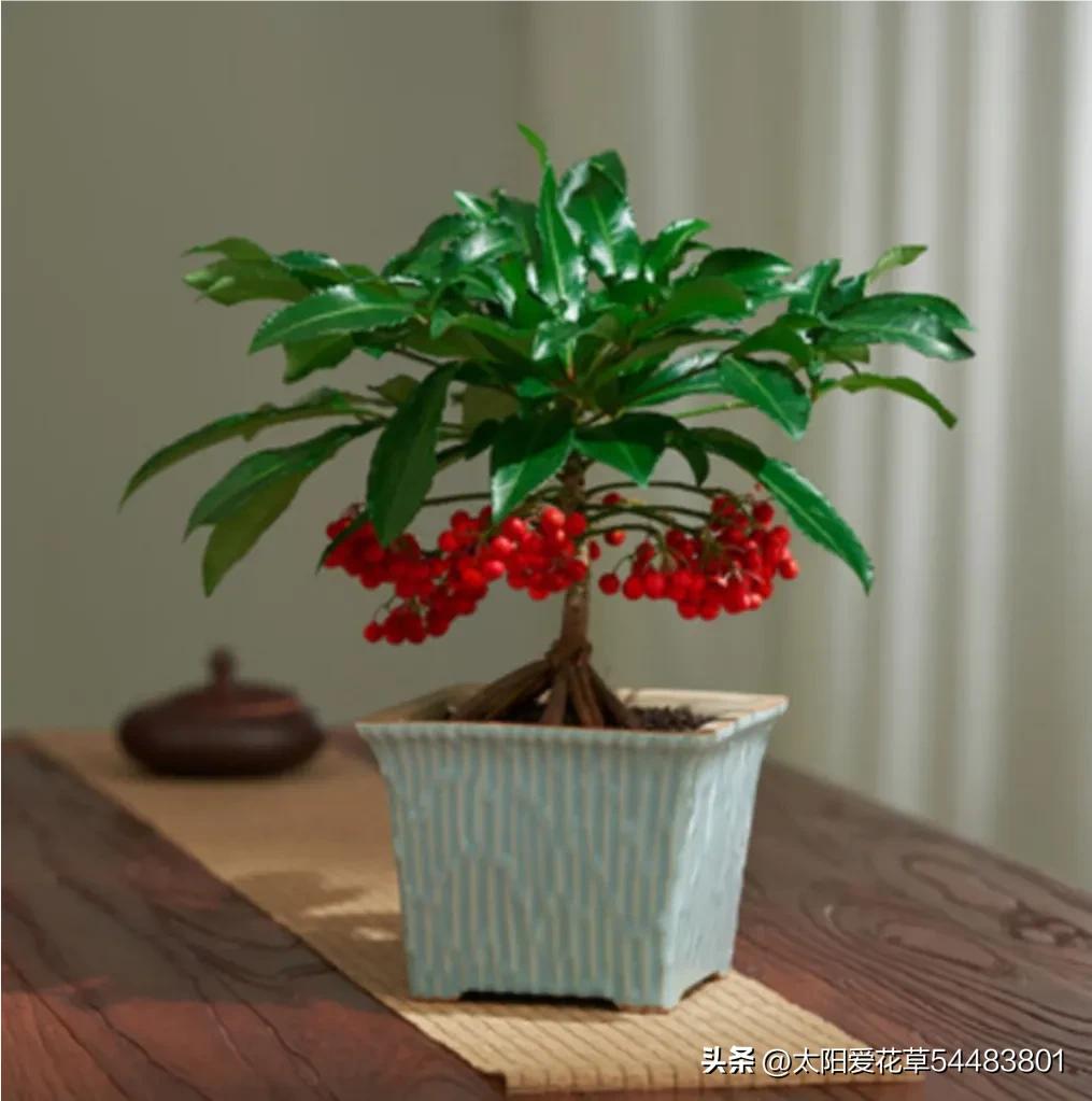 "Plant a good tree in the living room, and give blessings to the town ...