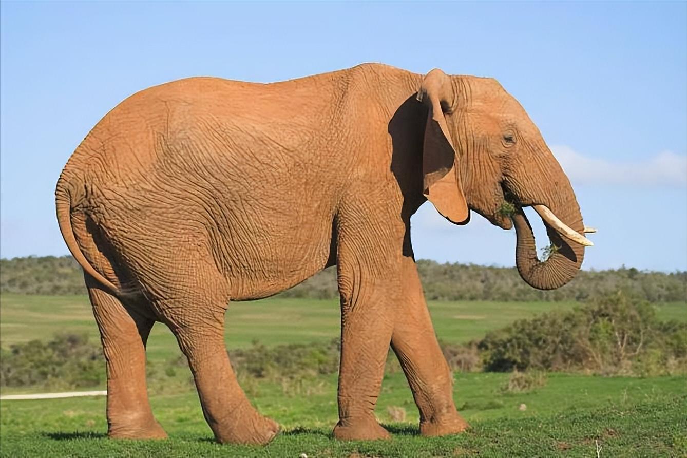 The land giant "African Elephant King" has a body length of 8 meters ...