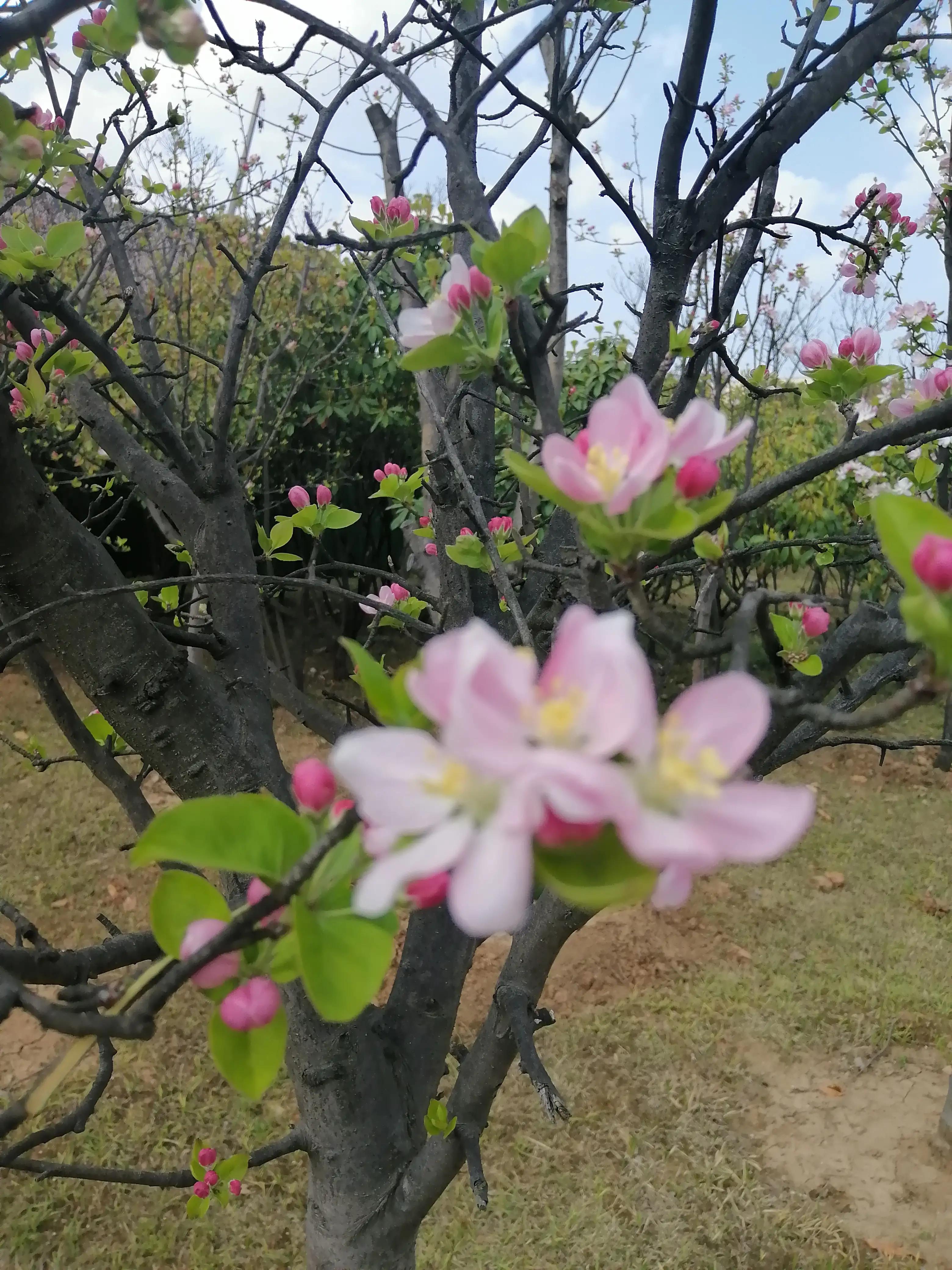 Spring in March is the most beautiful! - iMedia
